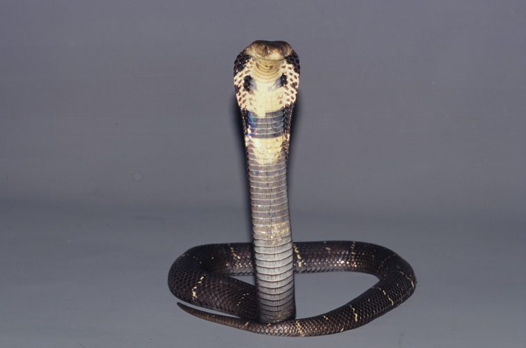 Common Cobra ( Naja naja atra )